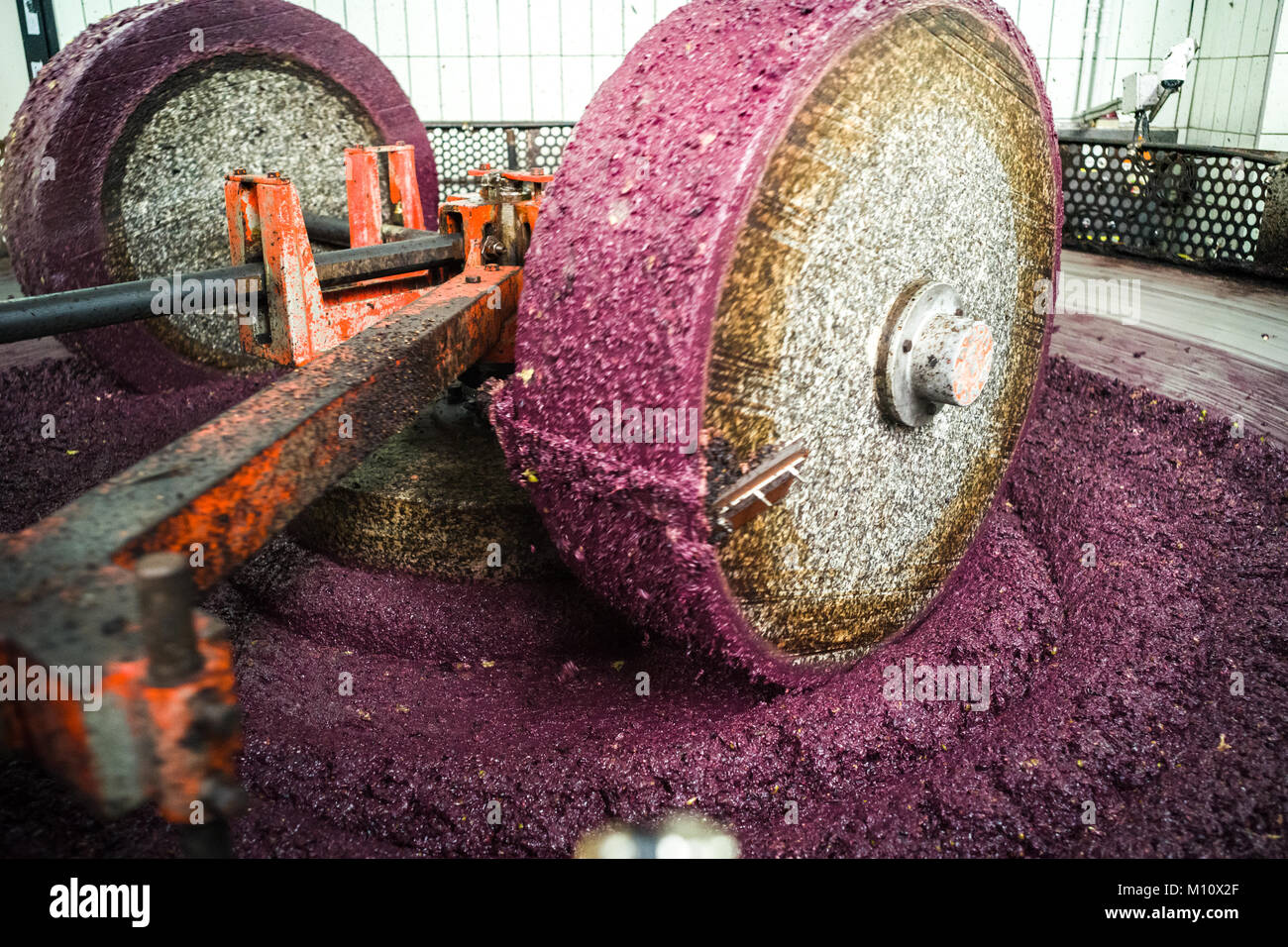 The making of extra virgin Olive Oil in Mola di Bari, Puglia Stock ...