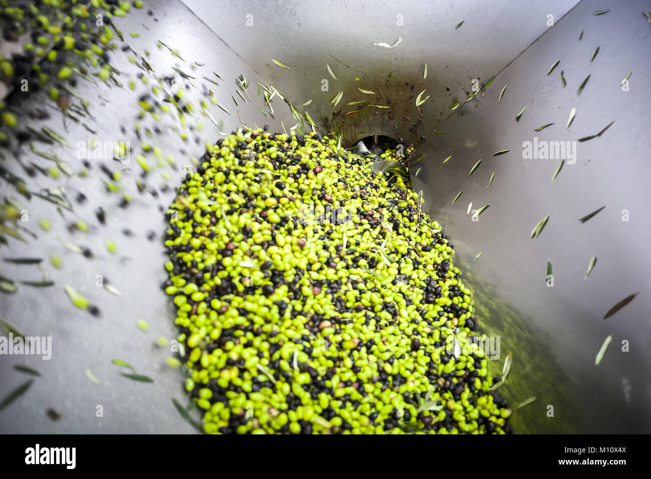 The making of extra virgin Olive Oil in Mola di Bari, Puglia Stock ...