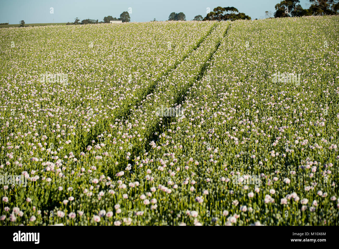 Legal opium poppy farming in Tasmania, Australia provides ...