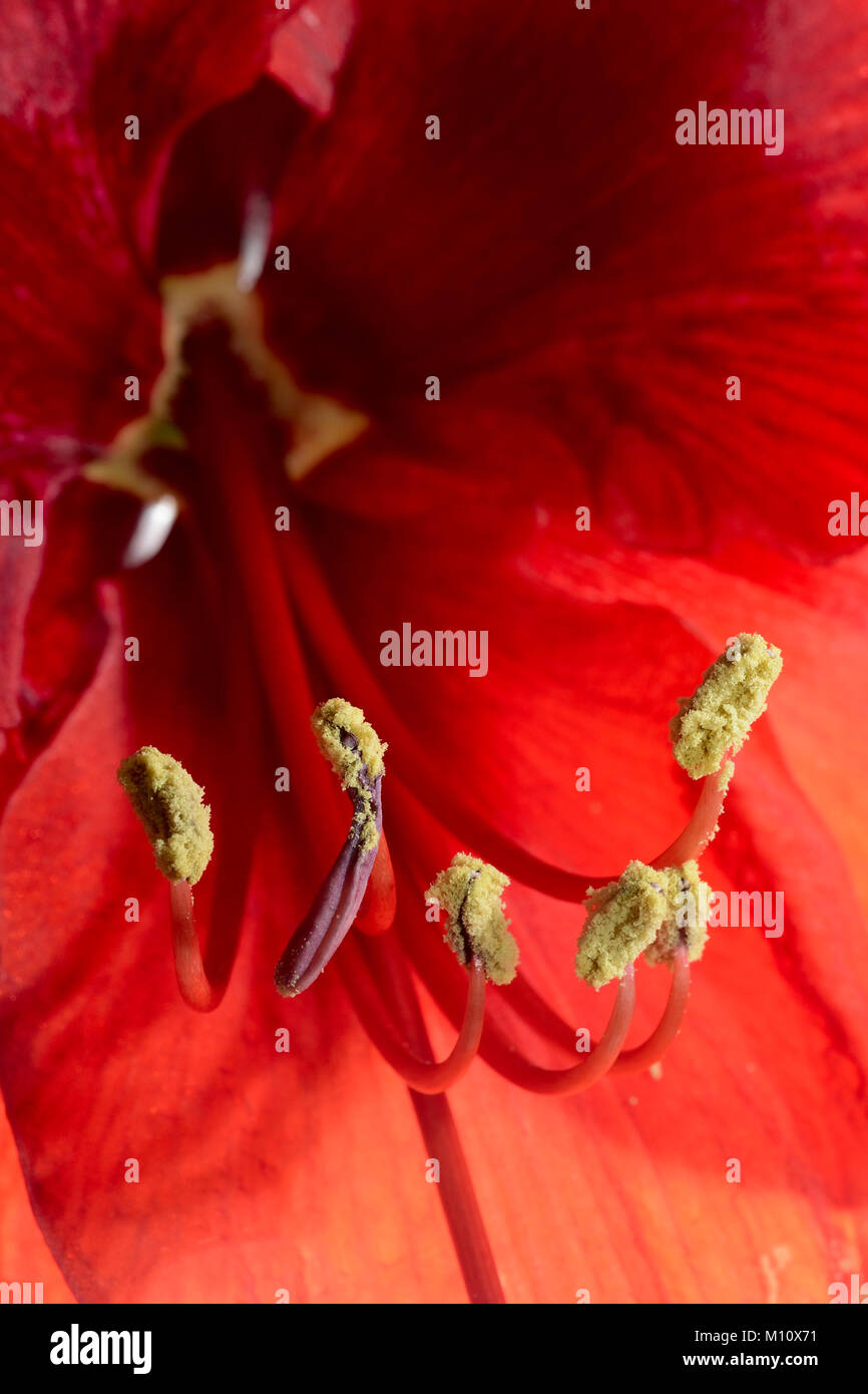 closeup of a blooming red amaryllis flower Stock Photo - Alamy