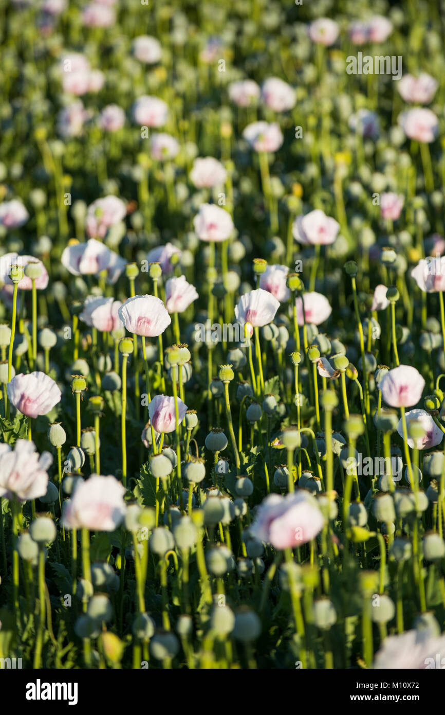 Legal opium poppy farming in Tasmania, Australia provides ...