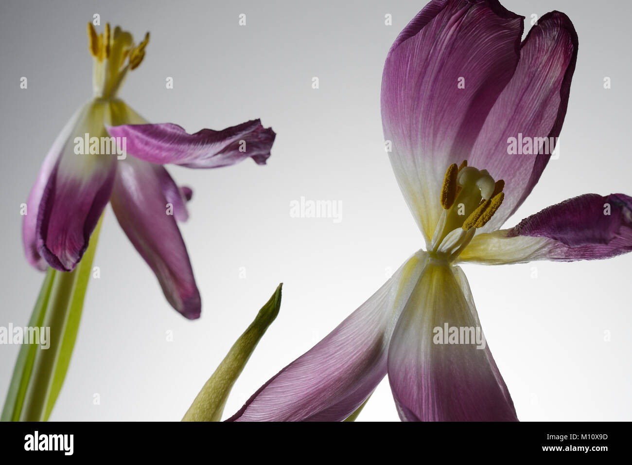 withering tulip flowers on a white background Stock Photo - Alamy