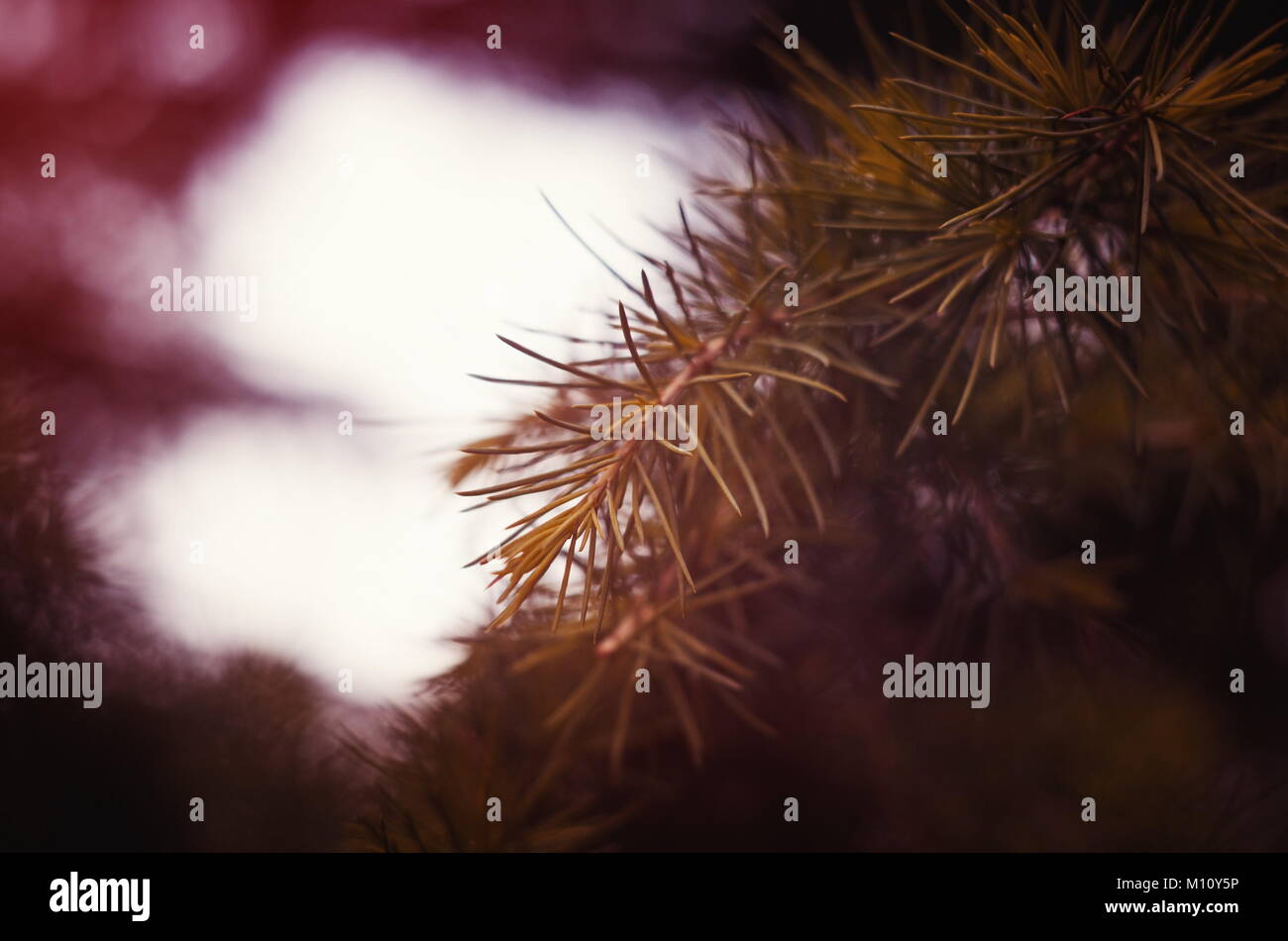 Beautiful pine tree, Vintage look Stock Photo - Alamy