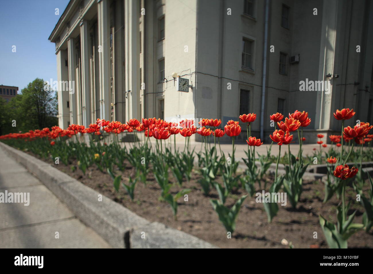 terry red tulips front of the building tilt shot Stock Photo - Alamy