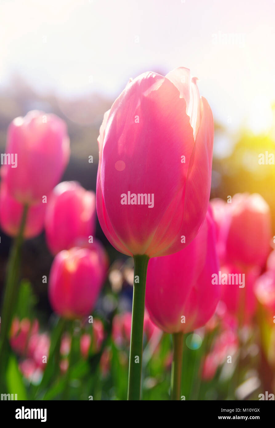 Pink tulips in sun flare Stock Photo - Alamy