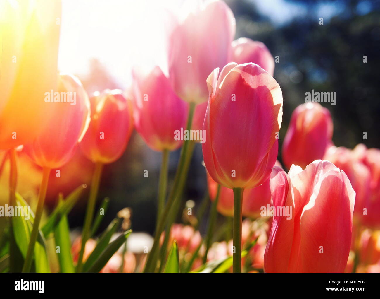 Pink tulips in sun flare Stock Photo - Alamy