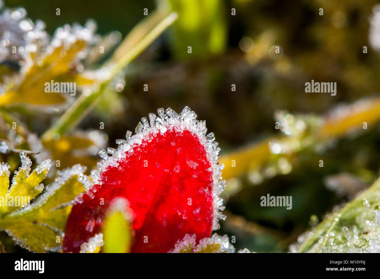 Freezing herbs hi-res stock photography and images - Alamy