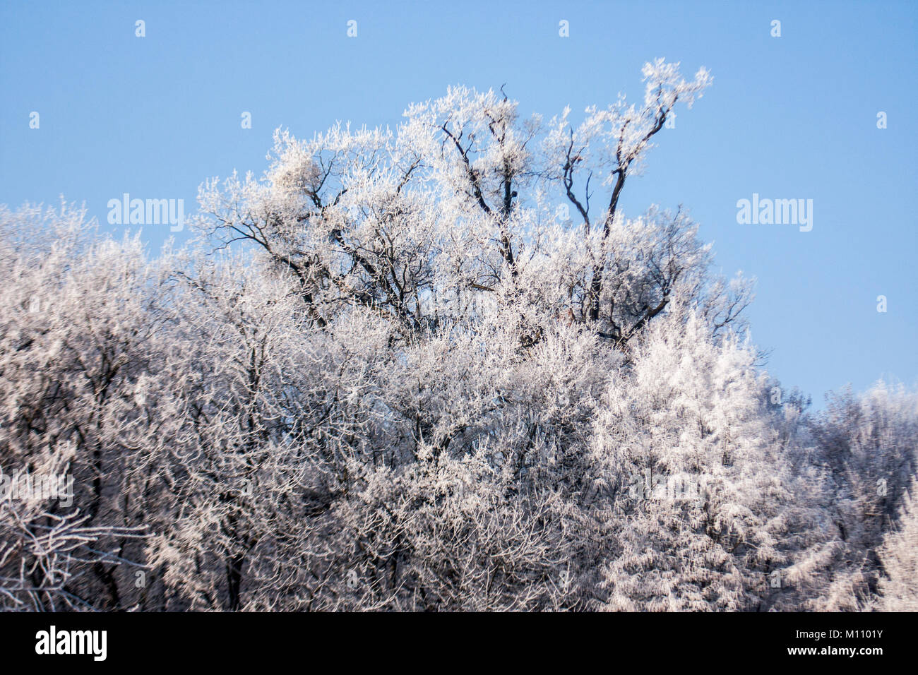 Freezing herbs hi-res stock photography and images - Alamy