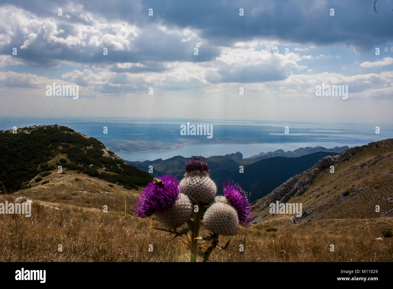 velebit and flowers with bee Stock Photo - Alamy