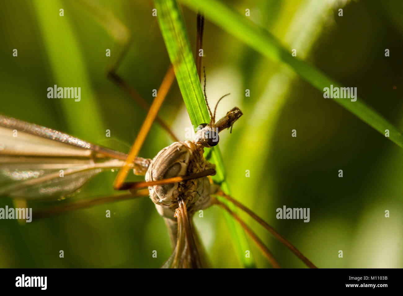 Wild nature bug hi-res stock photography and images - Alamy