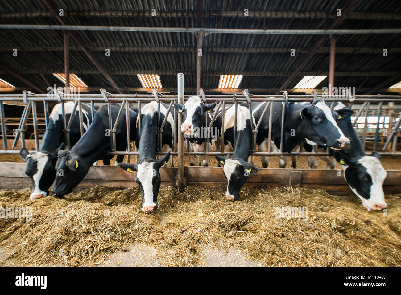 cows at a cow farm Stock Photo - Alamy