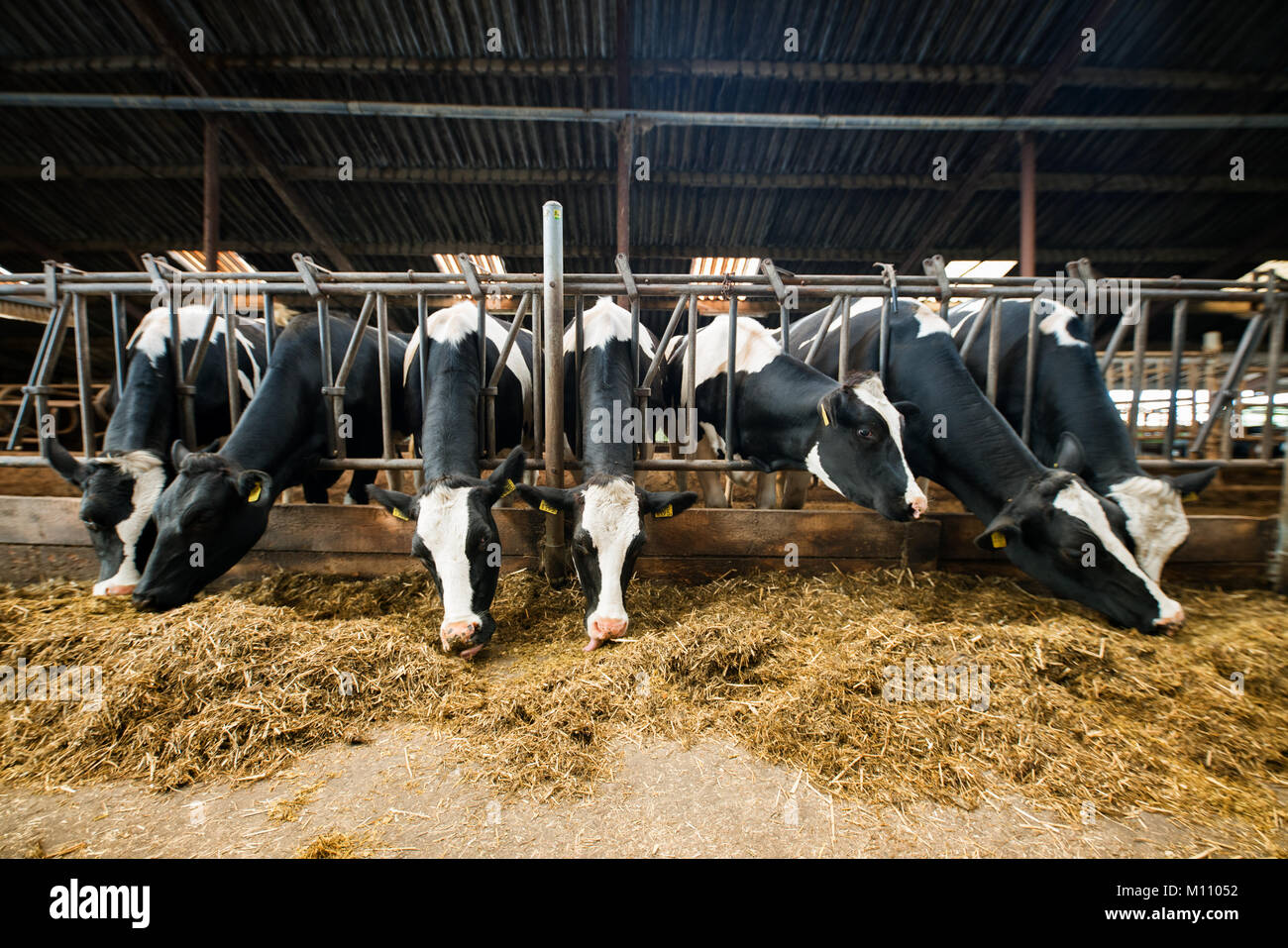 cows at a cow farm Stock Photo - Alamy