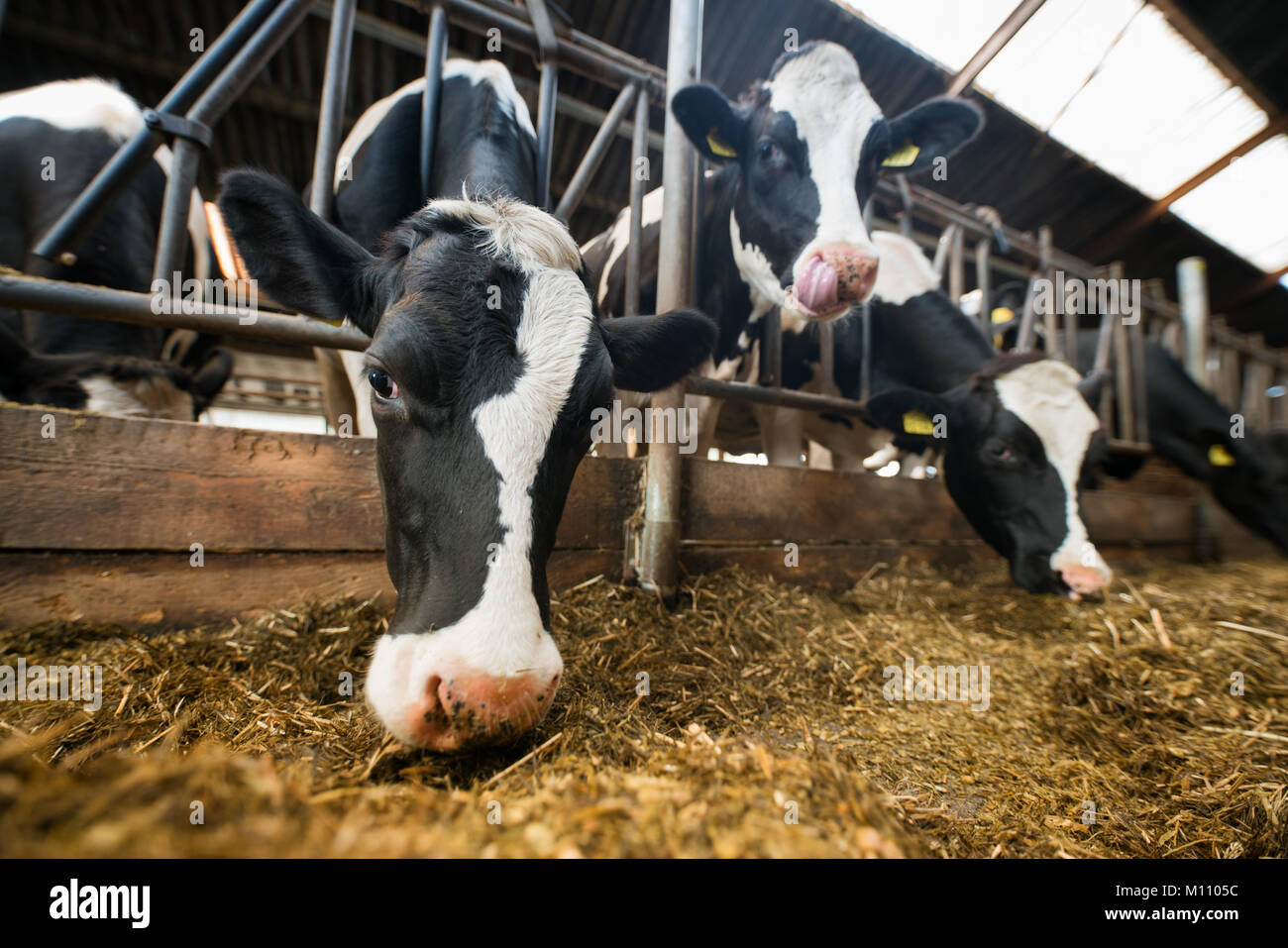 cows at a cow farm Stock Photo - Alamy