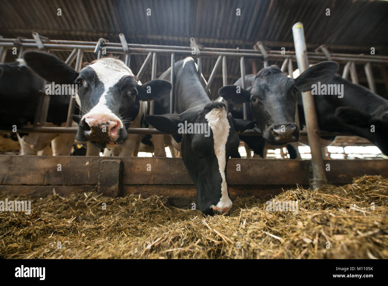 cows at a cow farm Stock Photo - Alamy
