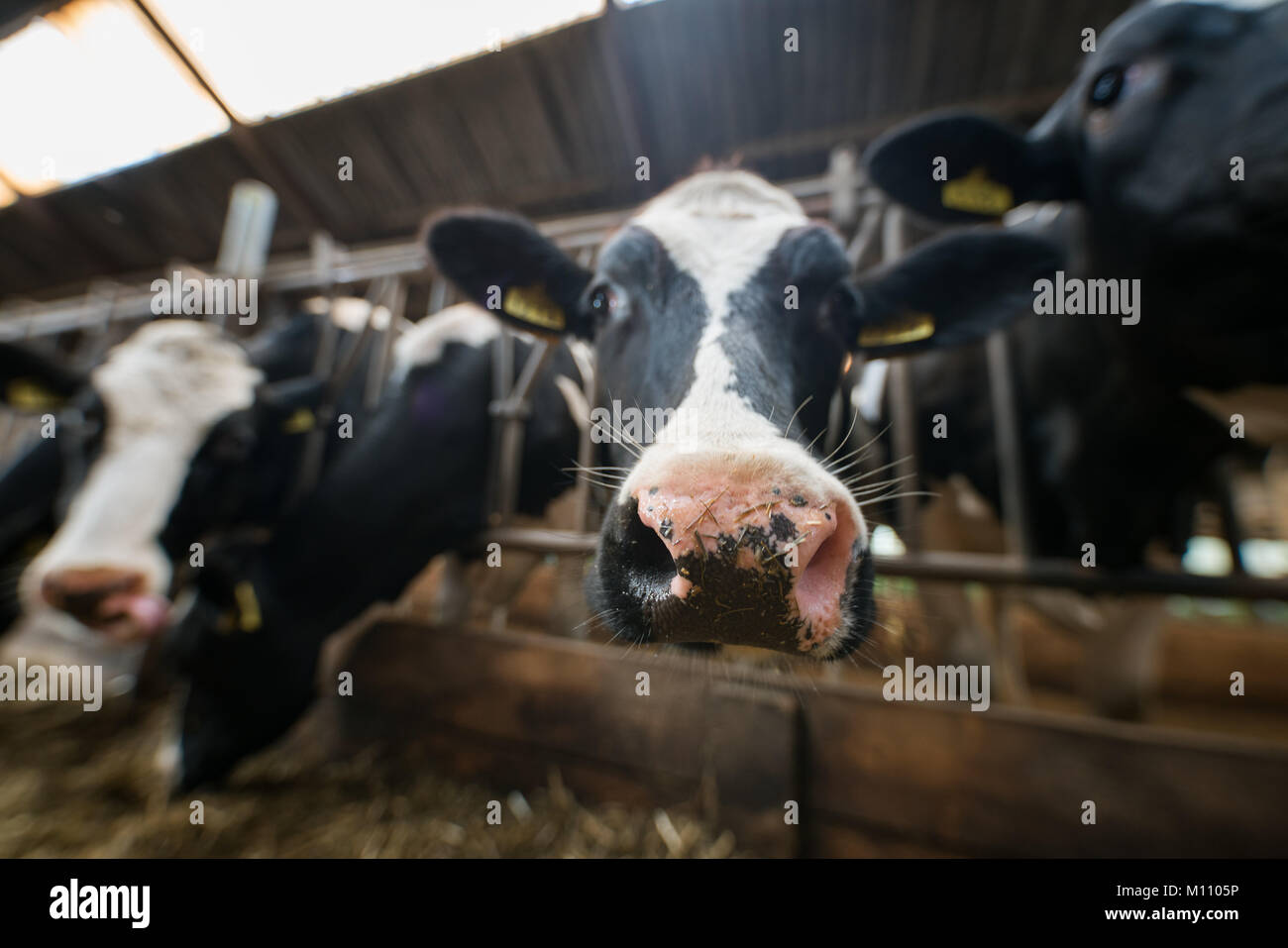 cows at a cow farm Stock Photo - Alamy