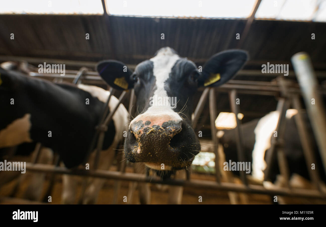 cows at a cow farm Stock Photo - Alamy
