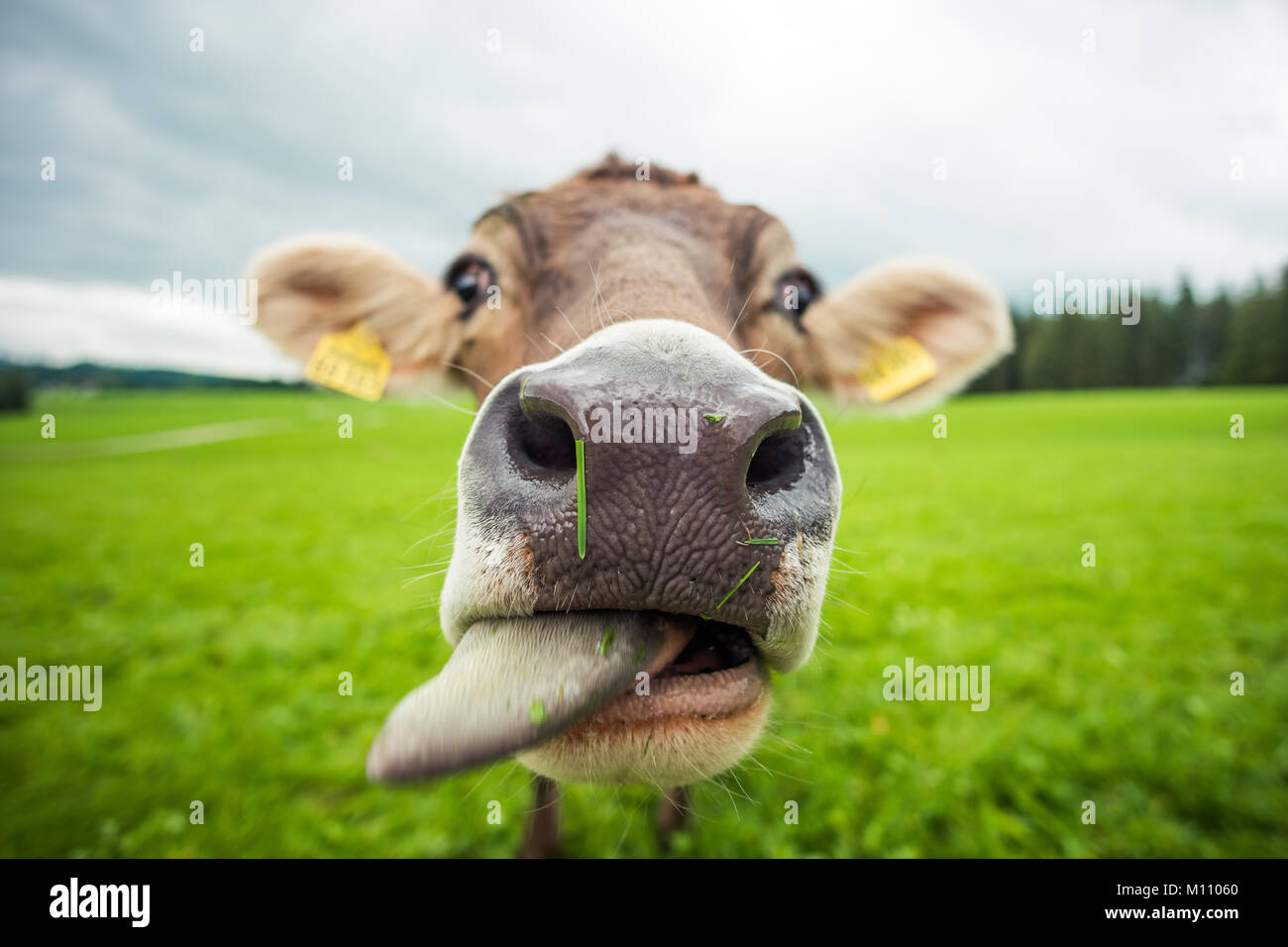 cows at a cow farm Stock Photo - Alamy