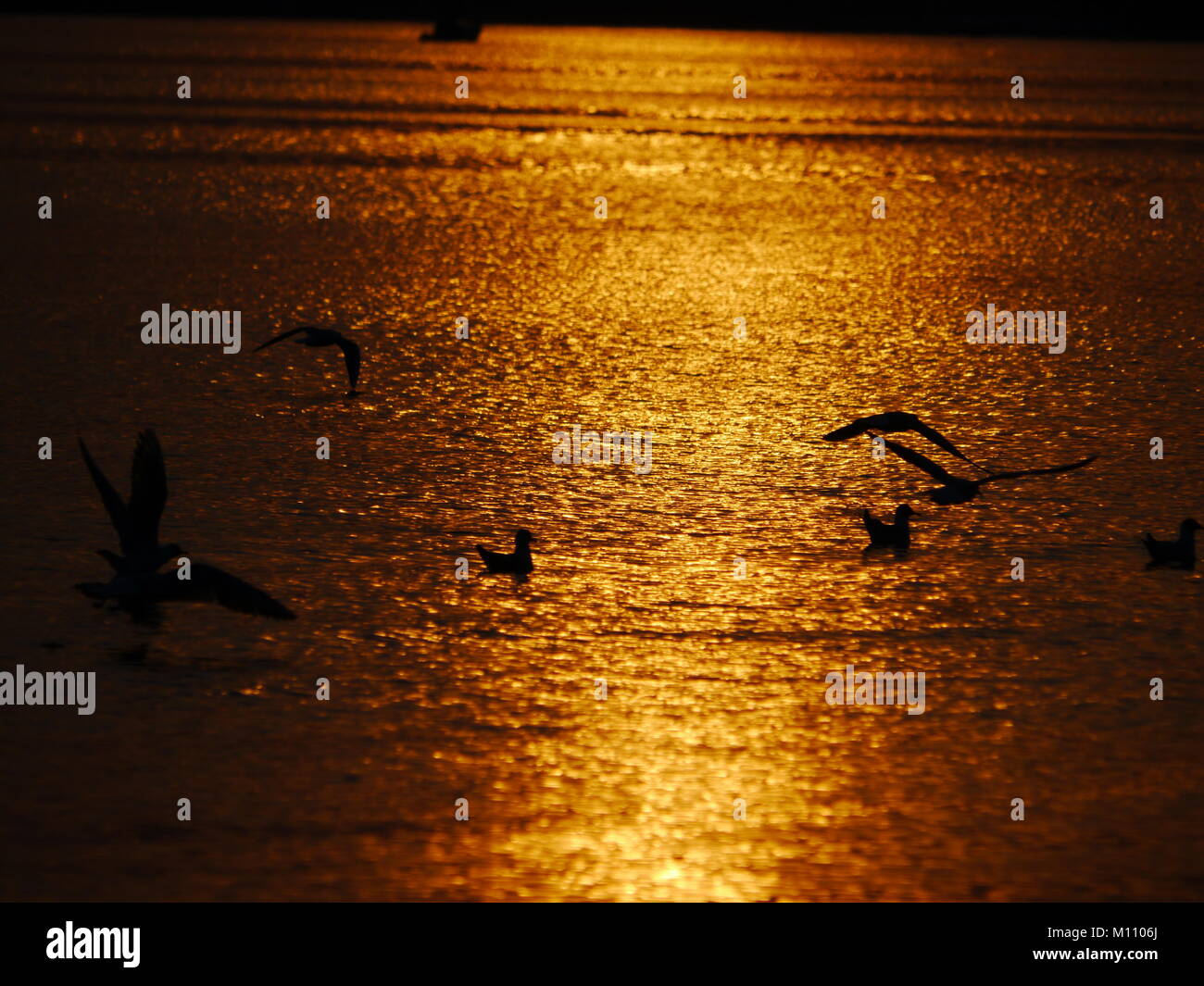 birds sunset lake Stock Photo - Alamy