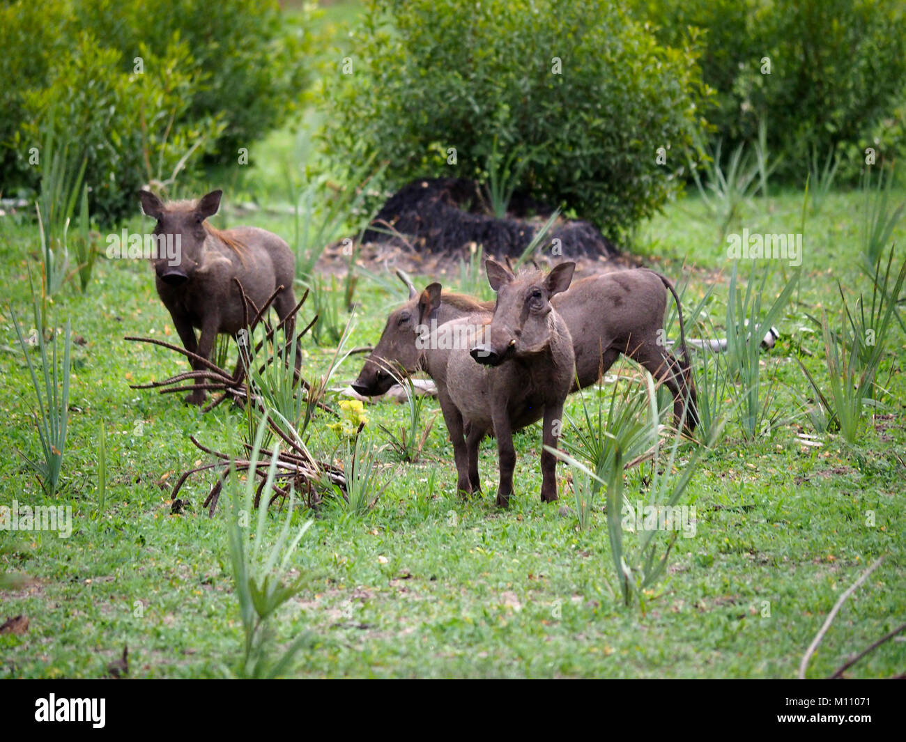 Veldt hi-res stock photography and images - Alamy