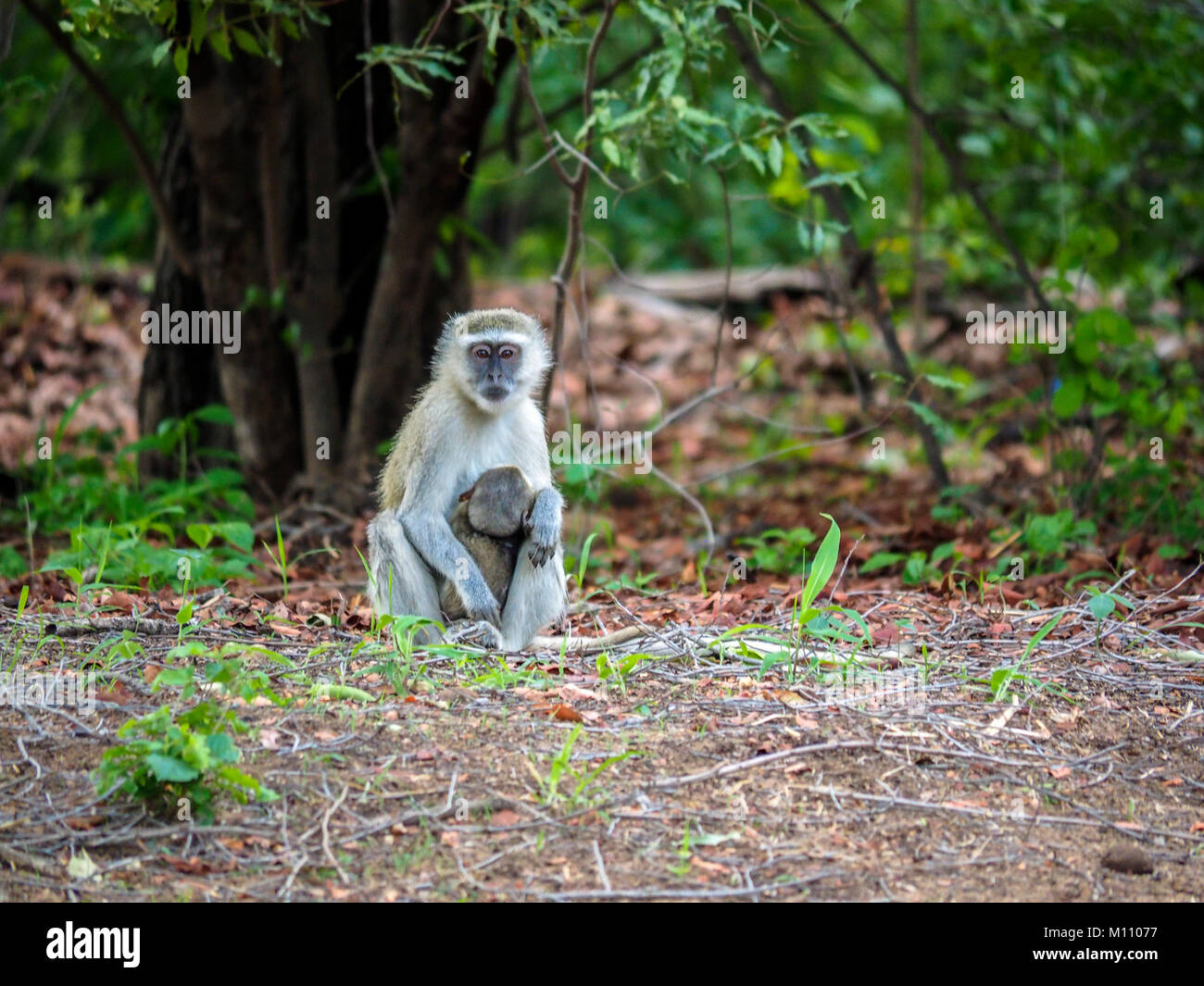 Female Vervet Monkey (Chlorocebus pygerythrus) with young in the Veldt ...