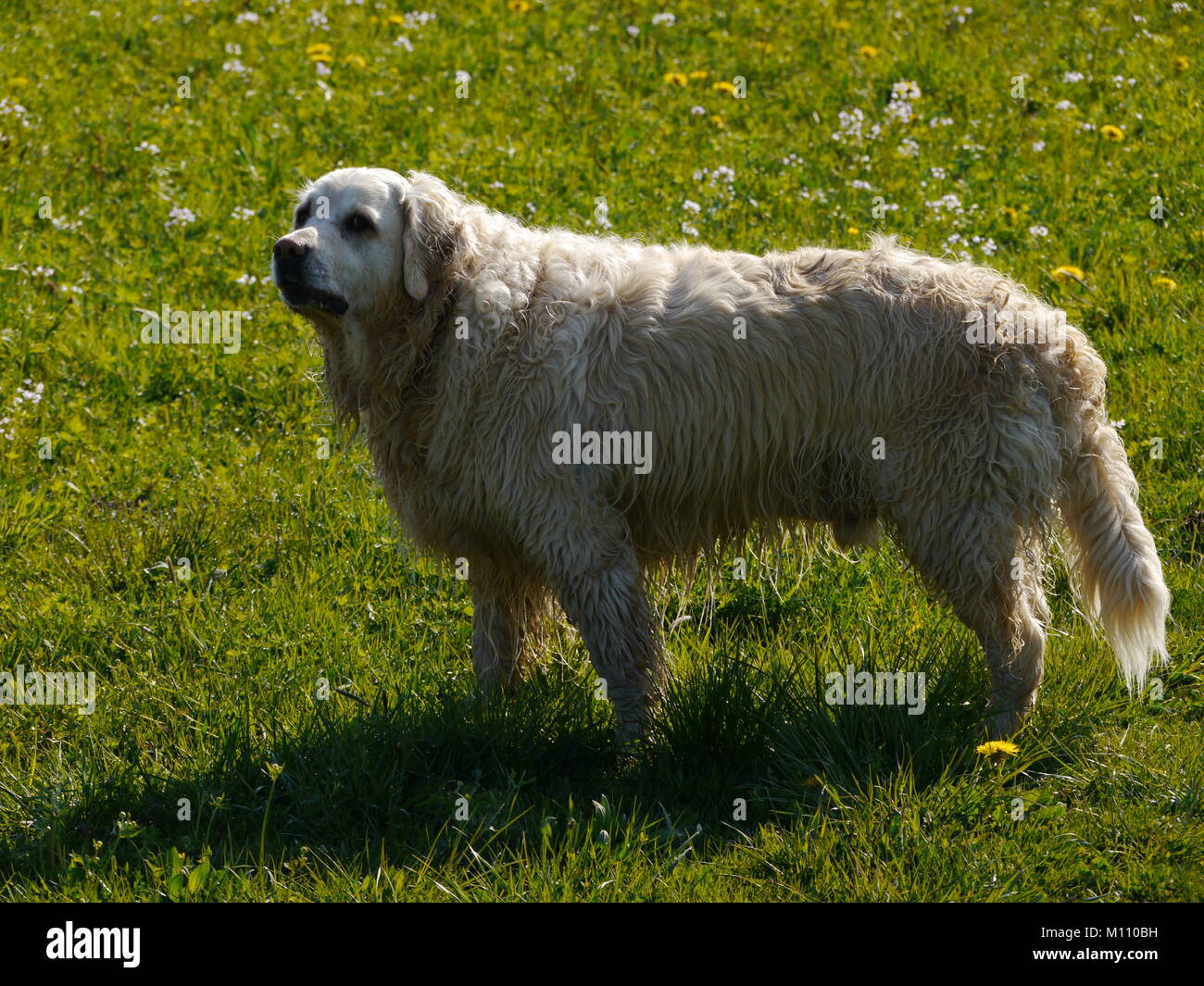 golden retriever river Stock Photo - Alamy