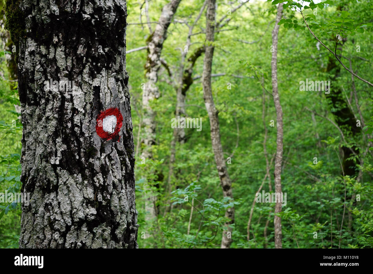 Red sign on the tree in the forest Stock Photo - Alamy