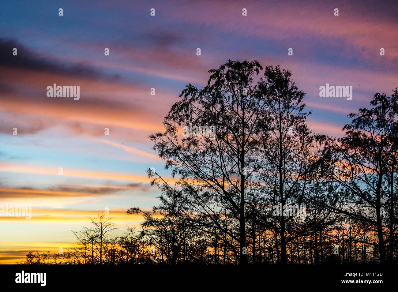 dawn in the swamps of Florida Stock Photo - Alamy