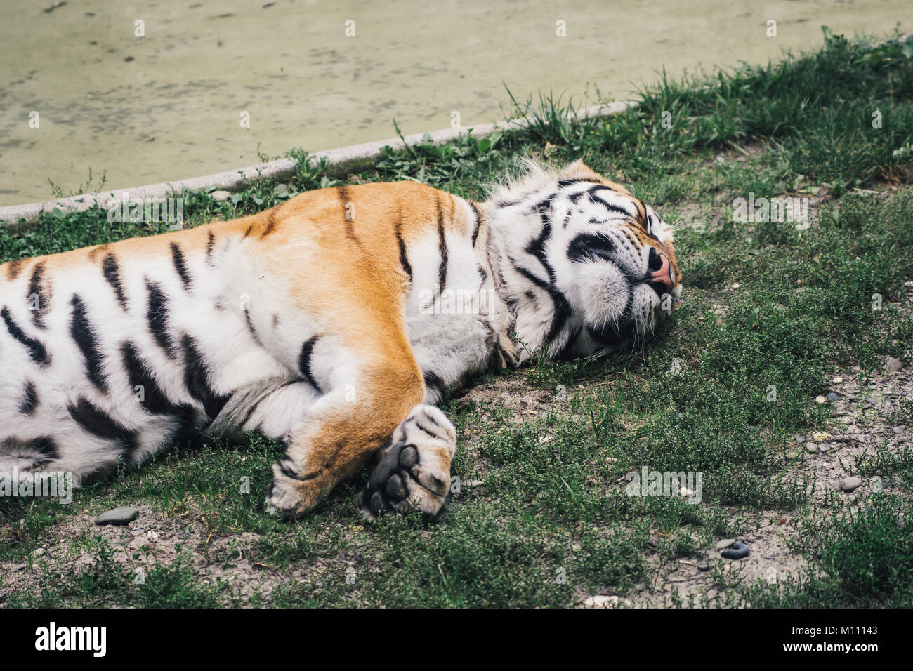 Tiger sleeping on grass Stock Photo - Alamy