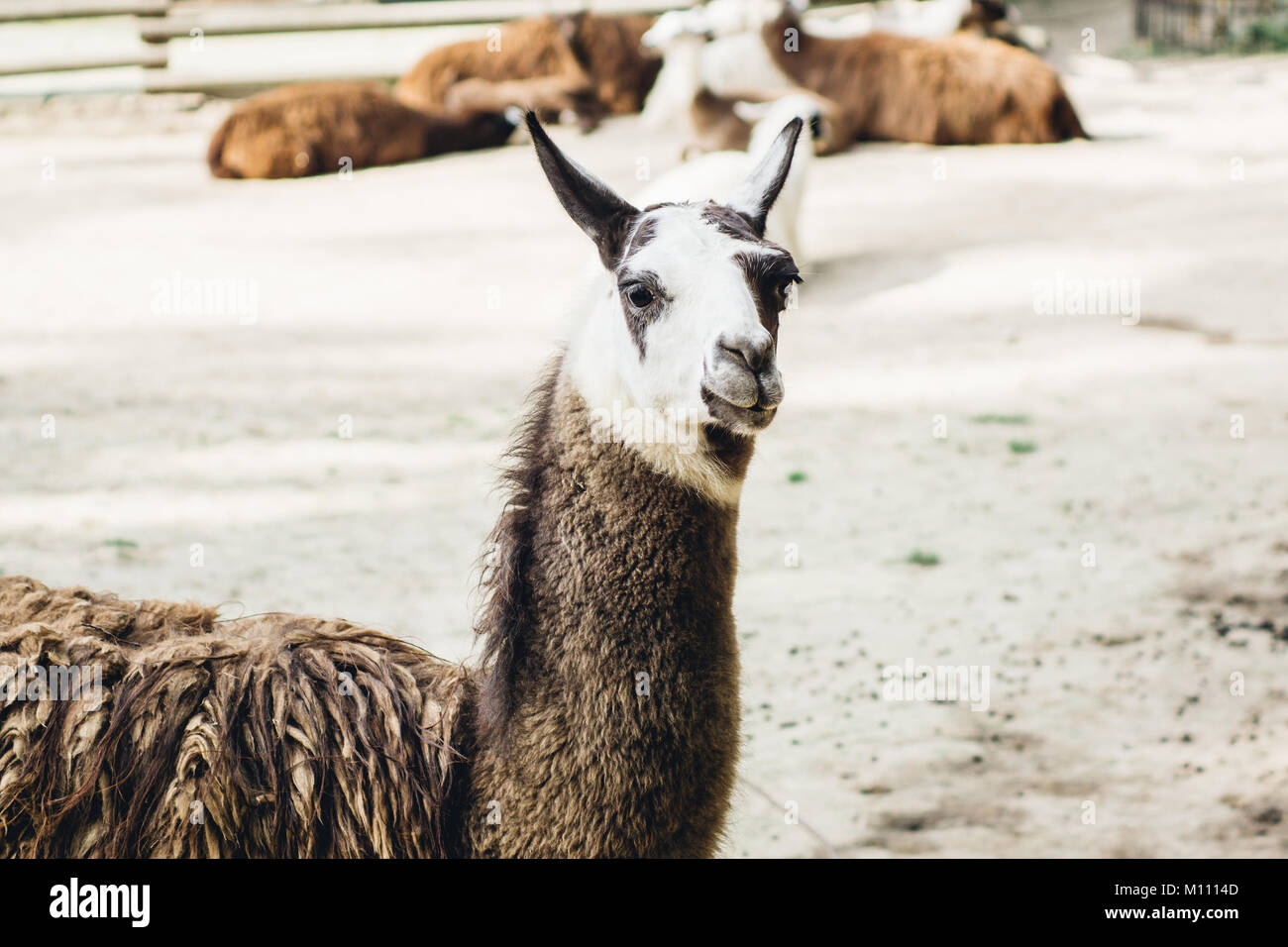 Brown and white patched llama closeup portrait Stock Photo - Alamy