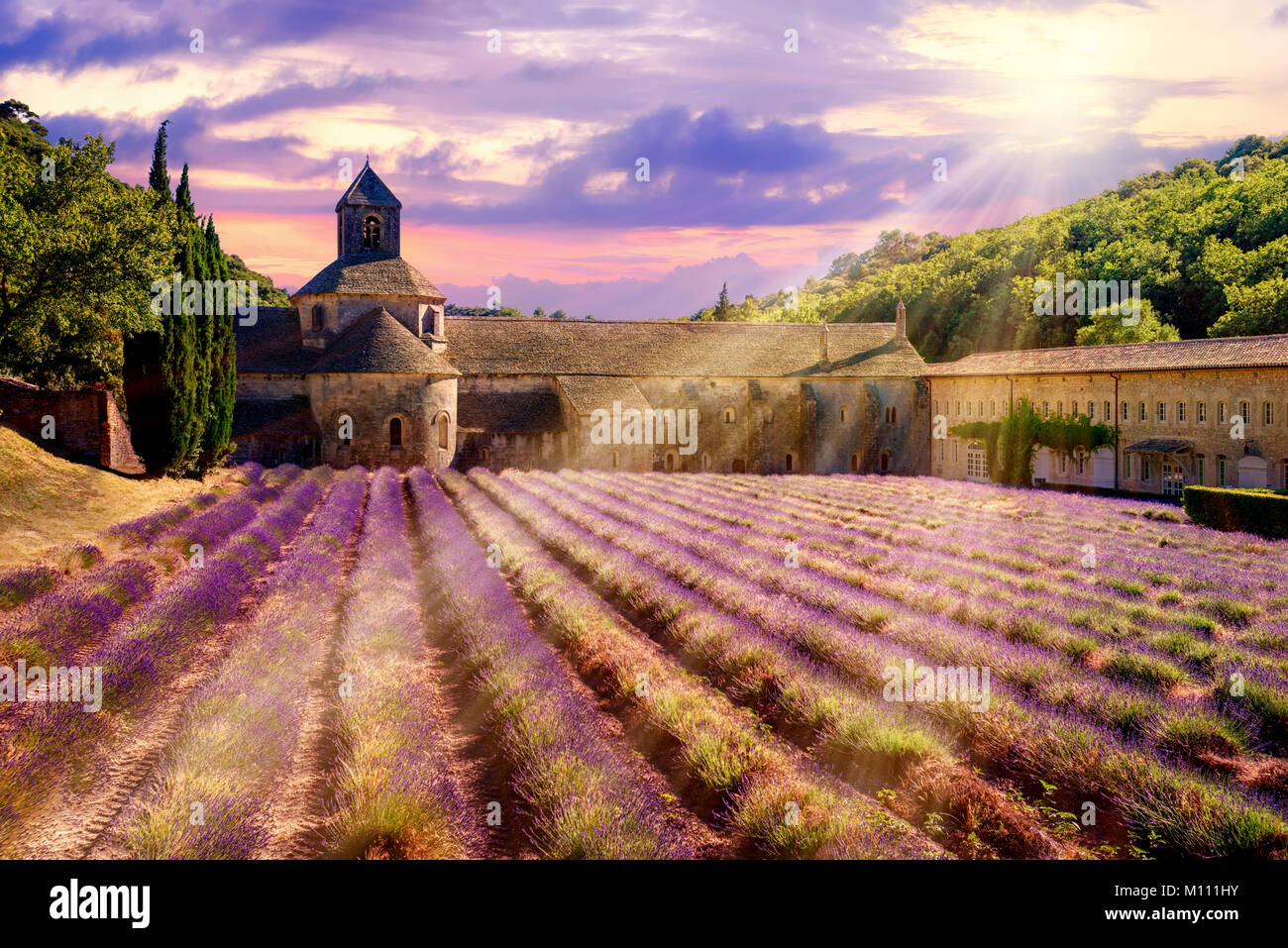 Blooming lavender field in Senanque monastery on dramatic sunset ...
