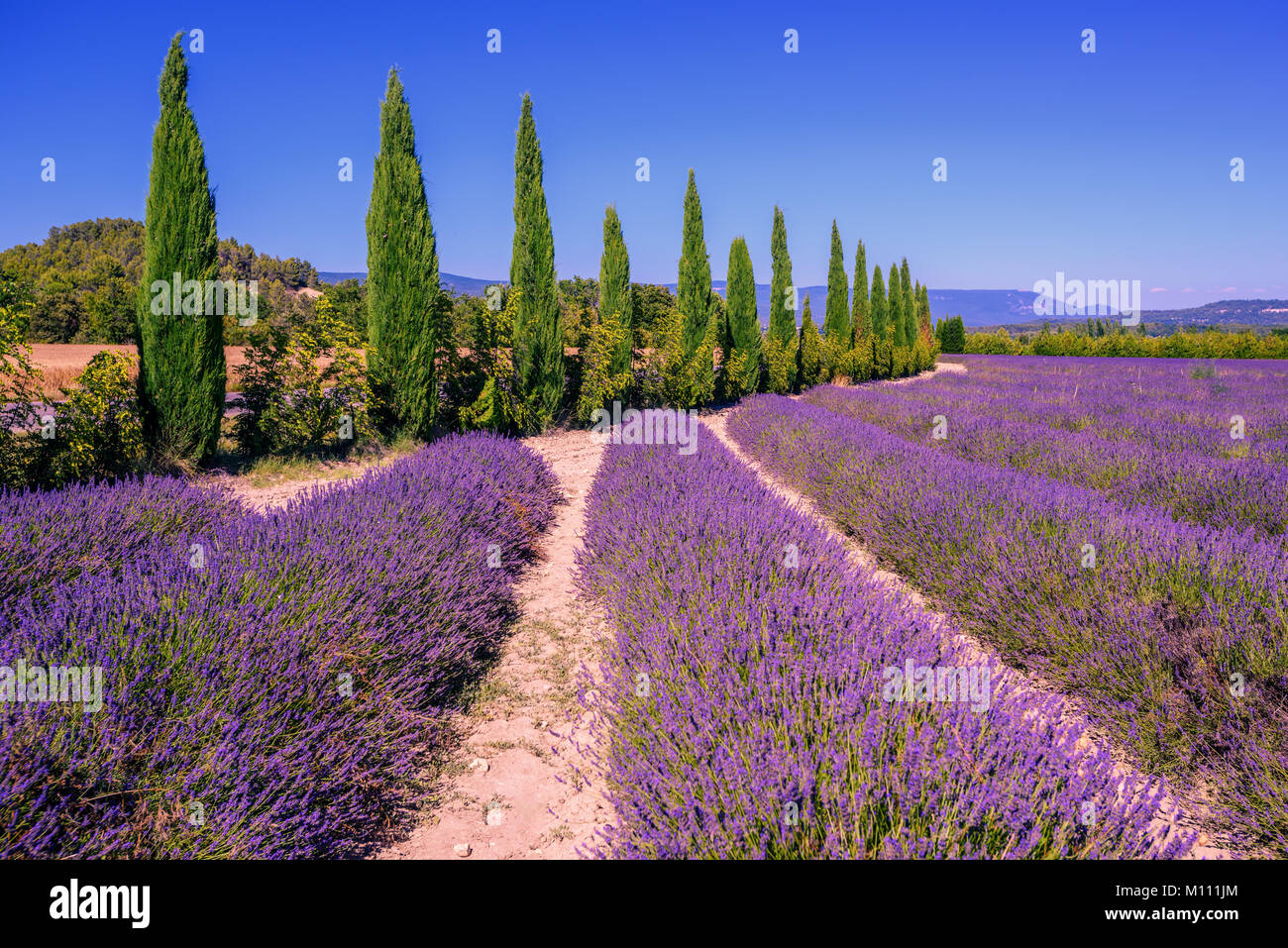 Cypress trees provence hi-res stock photography and images - Alamy