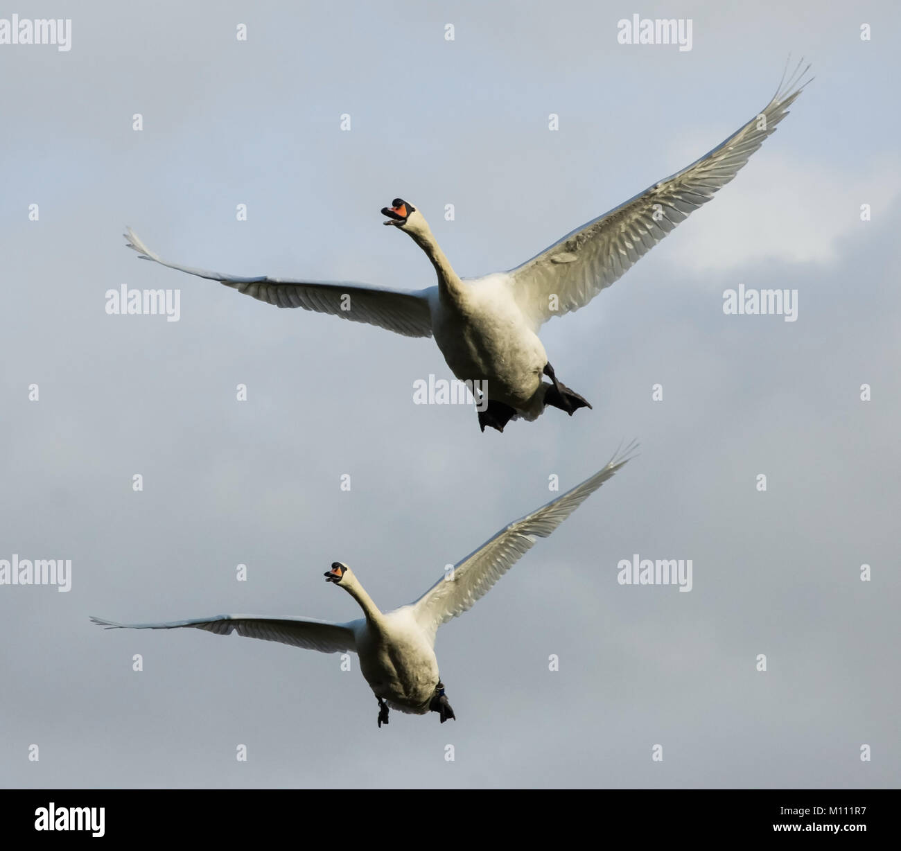 Two Swan Flying