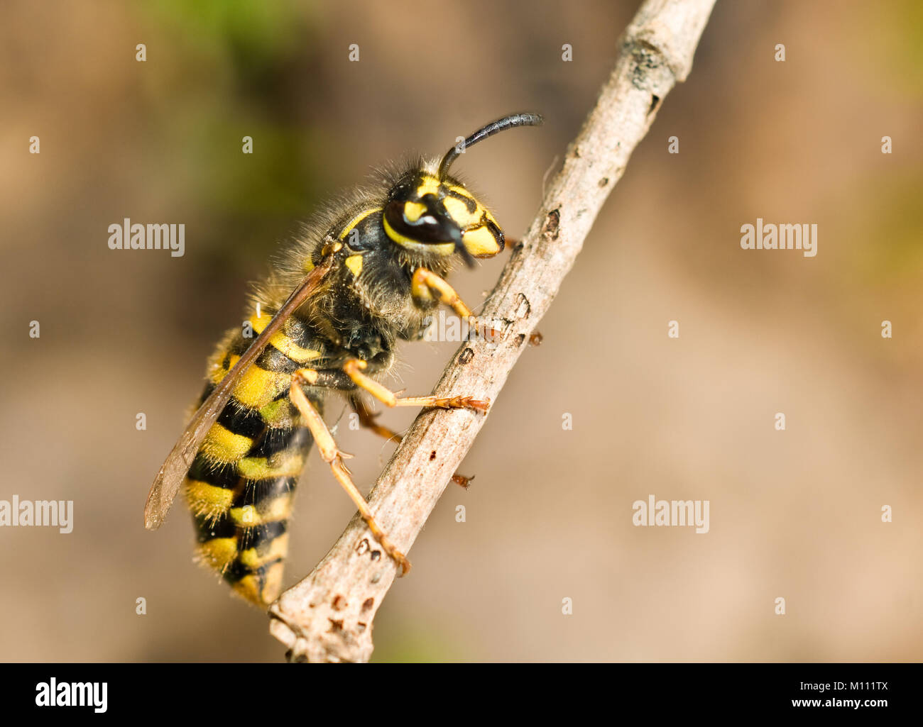 Large wasp hi-res stock photography and images - Alamy