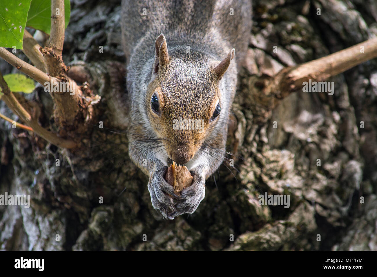 Mars bar eating hi-res stock photography and images - Alamy