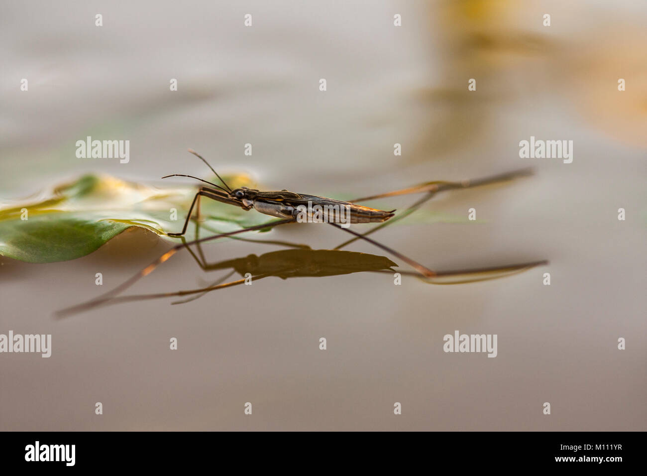 Heteroptera hi-res stock photography and images - Alamy
