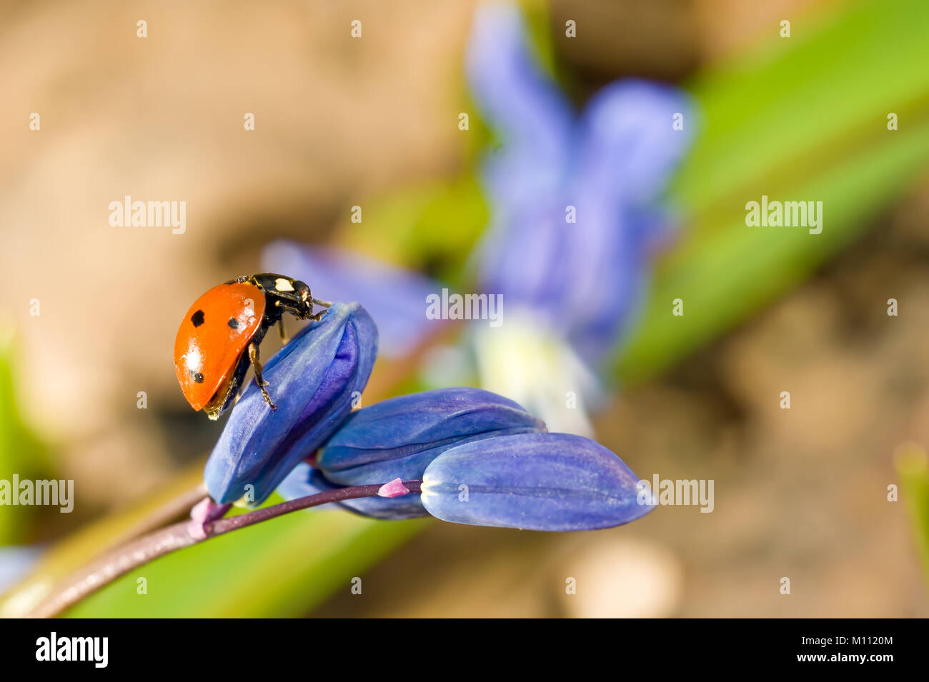 Ladybug on snowdrop flower. Spring has come Stock Photo - Alamy Ladybug on snowdrop flower. Spring has come Stock Photo - Alamy