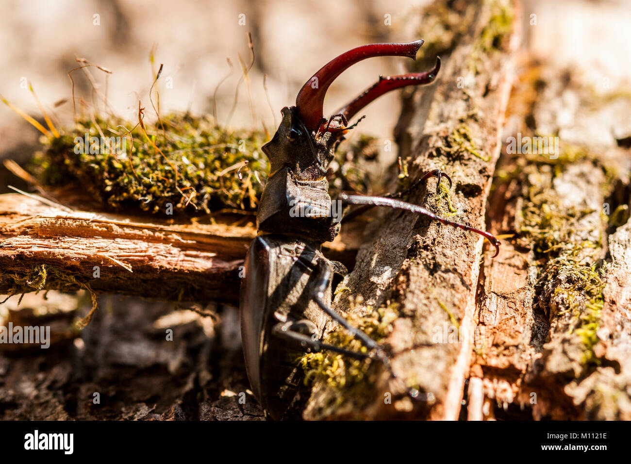 Stag bugs hi-res stock photography and images - Alamy