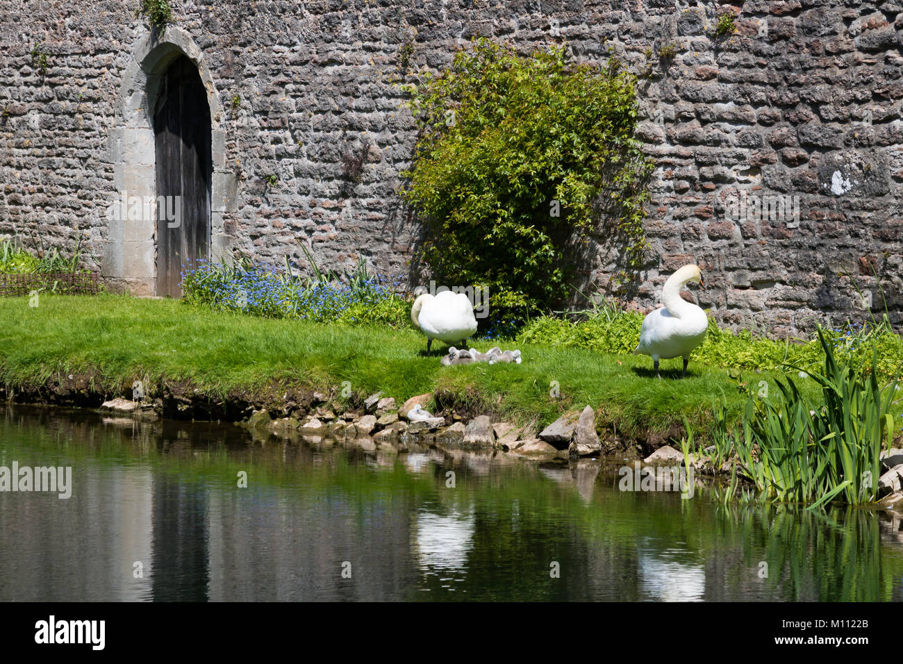 Wells Somerset England May 4, 2016 Swans and their cygnets at the wall ...