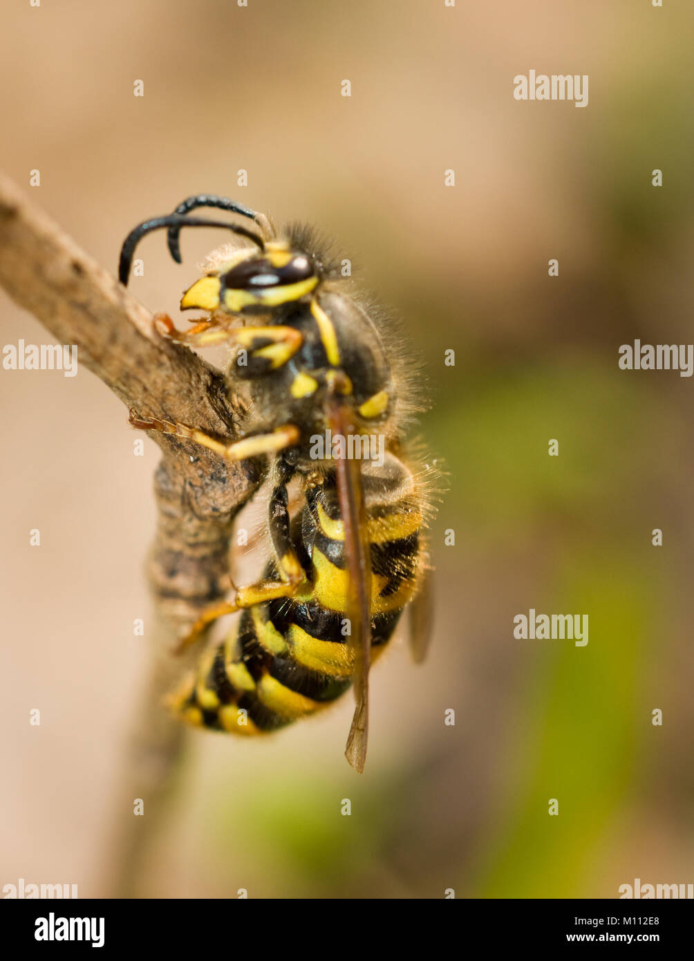 Large wasp hi-res stock photography and images - Alamy