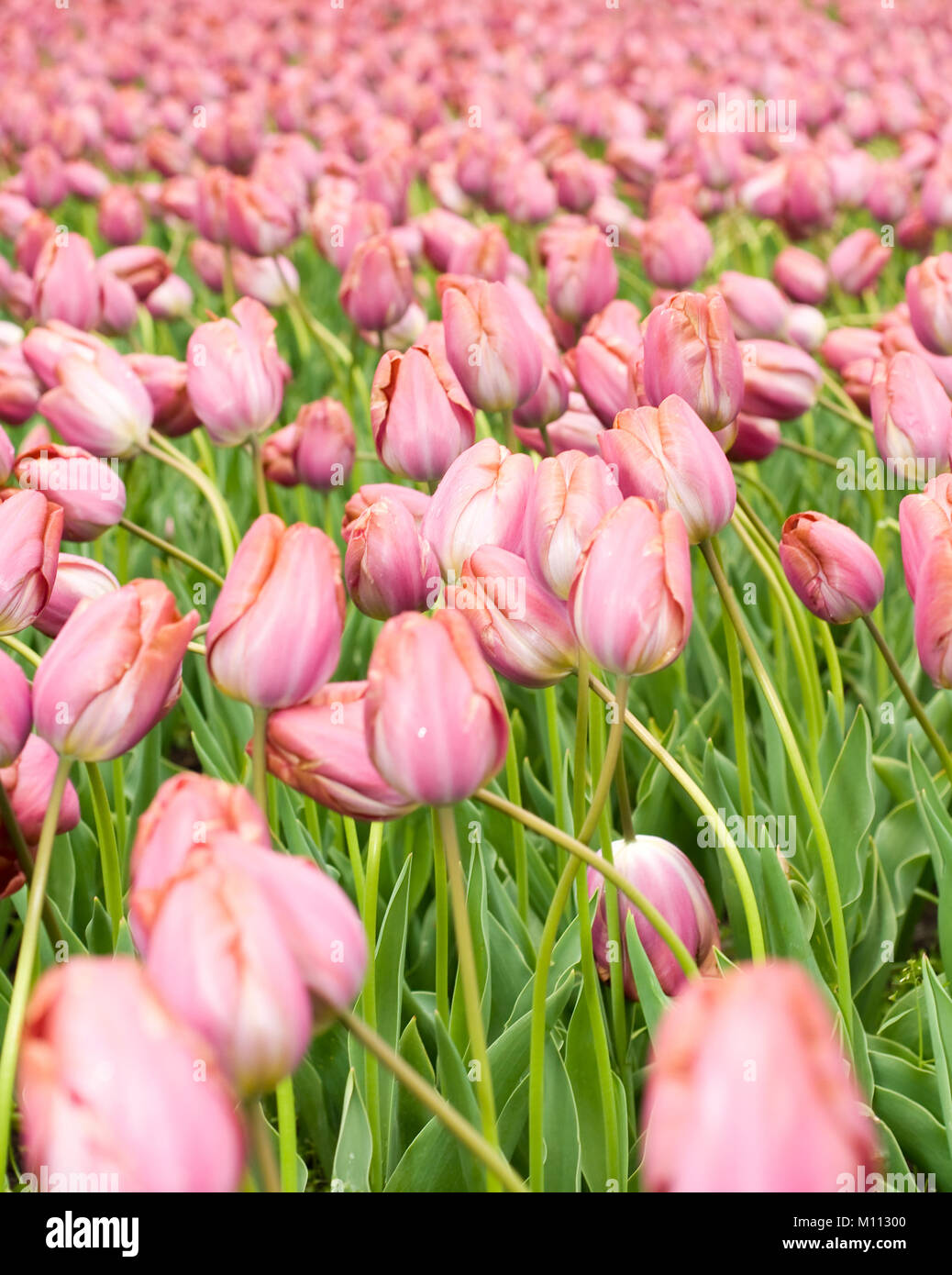 Dutch pink tulips in Keukenhof park in Holland Stock Photo - Alamy
