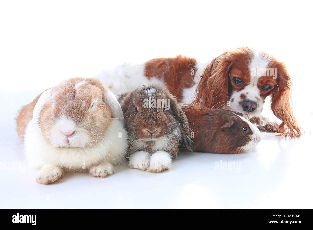 Animals together. Real pet friends. Rabbit dog guinea pig animal ...