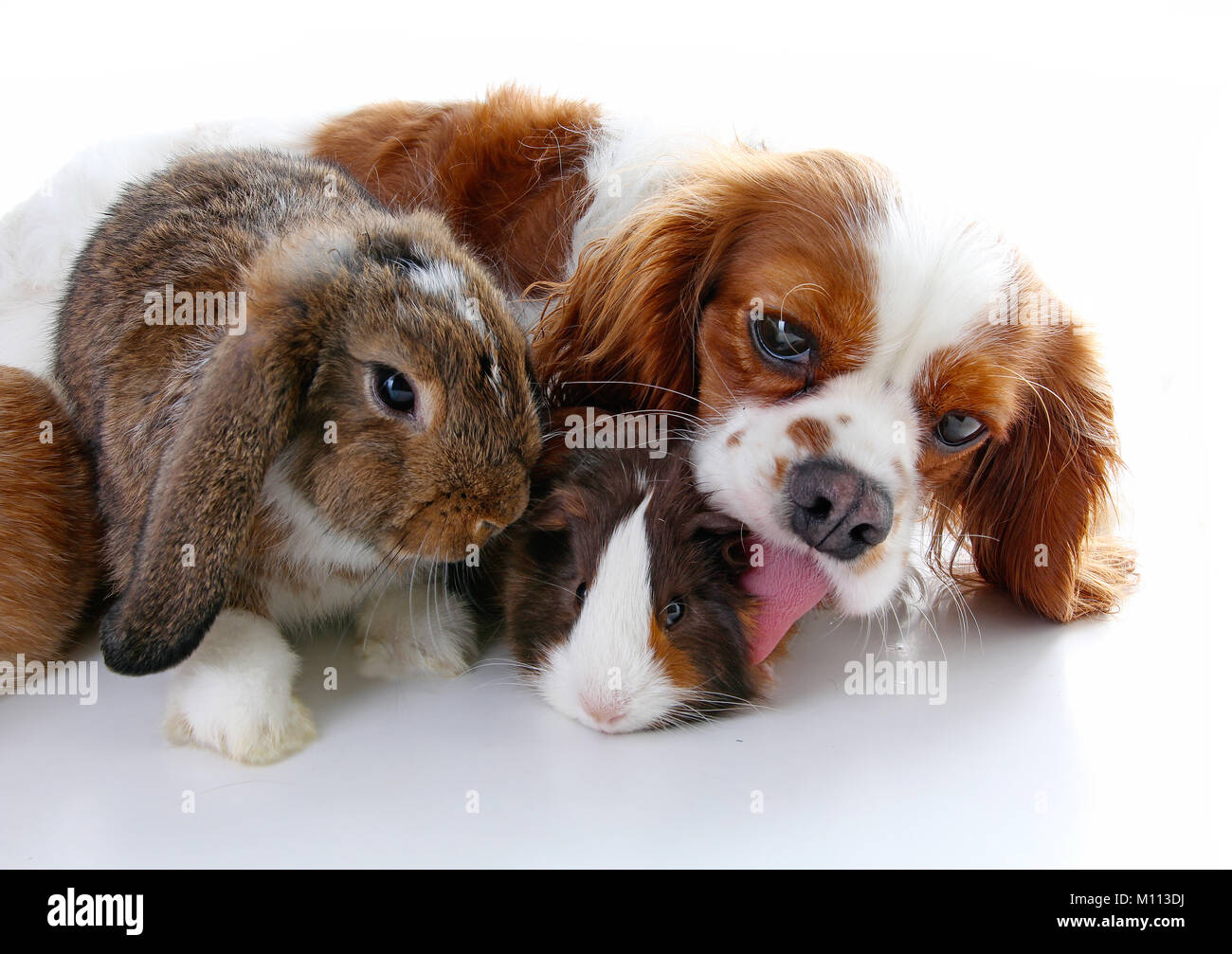 Animals together. Real pet friends. Rabbit dog guinea pig animal ...
