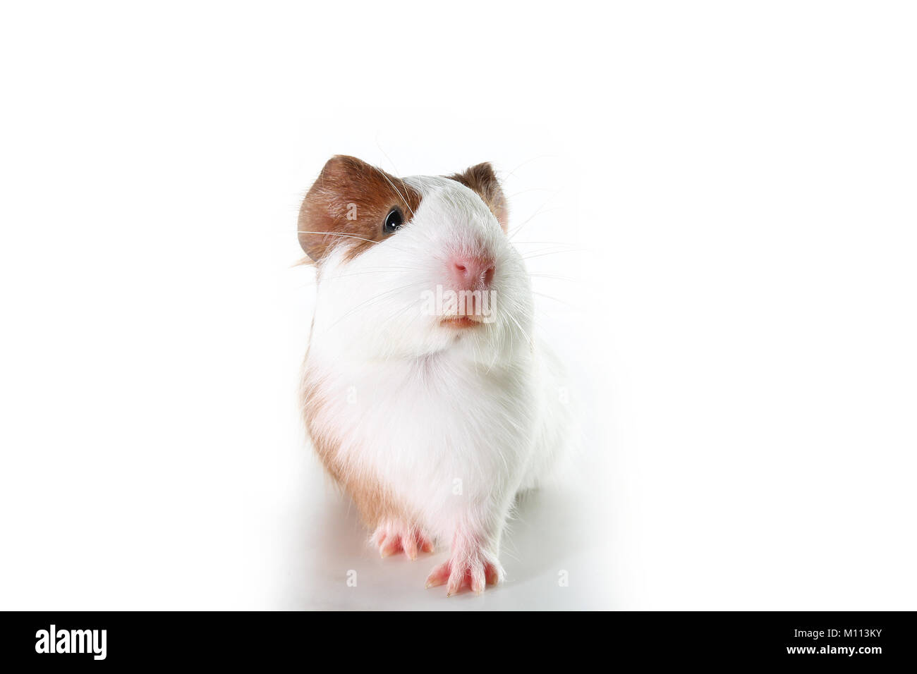 Guinea pig on studio white background. Isolated white pet photo ...