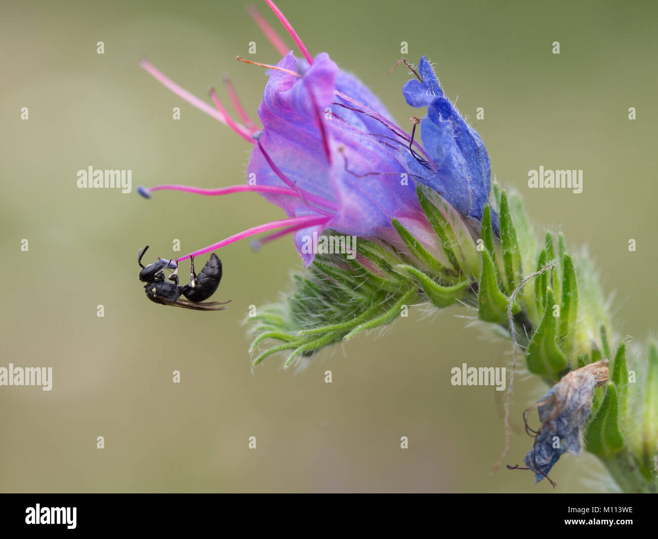 Hylaeus hi-res stock photography and images - Alamy