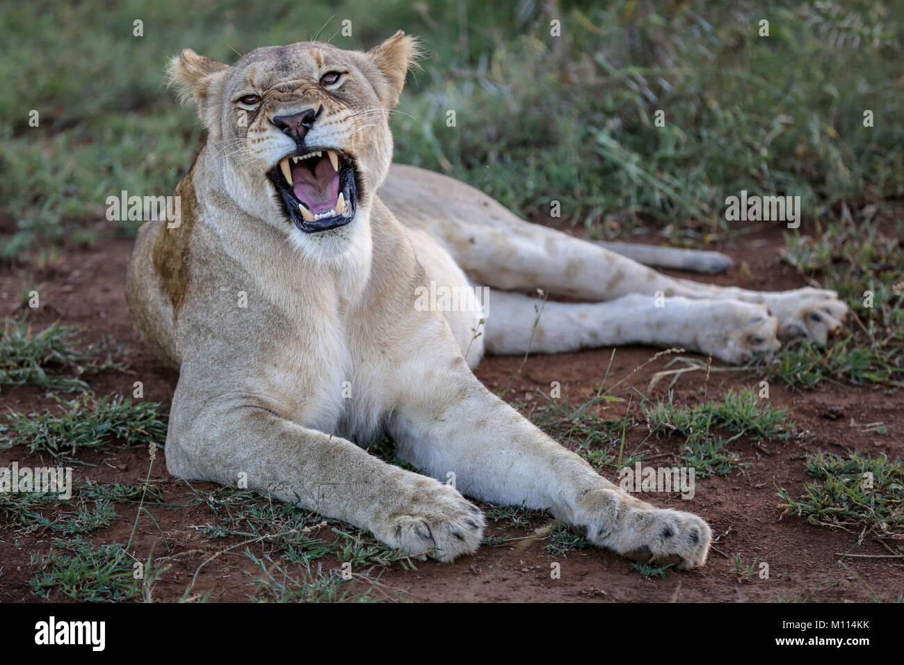 White Lioness Roaring