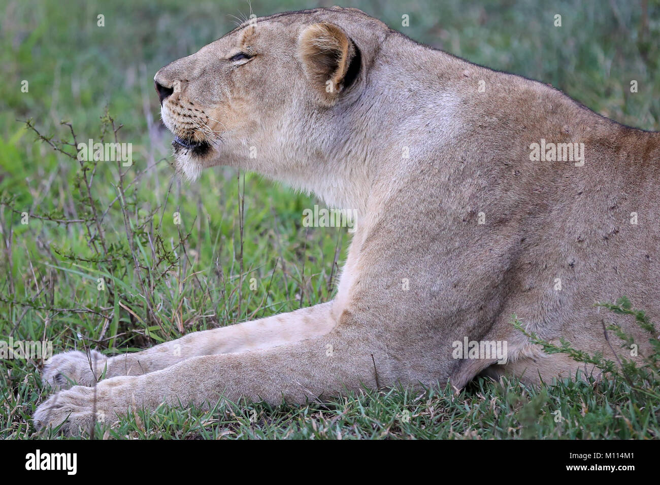 Singing lion hi-res stock photography and images - Alamy