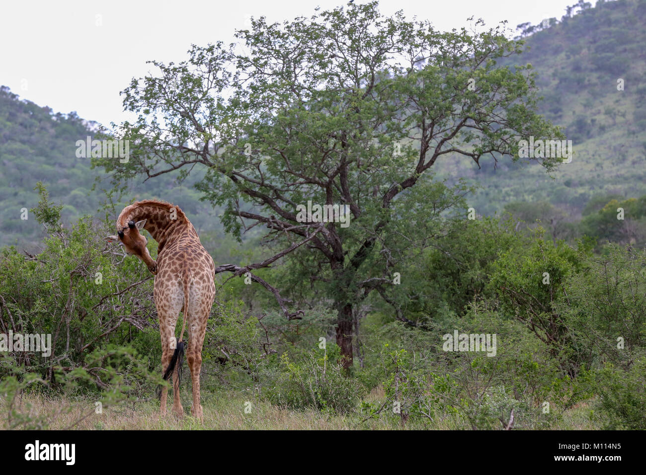 Adult giraffe standing next to tree with curved neck preening his rump ...