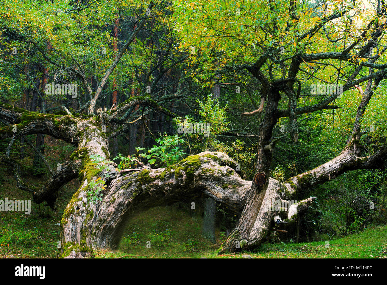 strange forest oak tree in fall time Stock Photo - Alamy