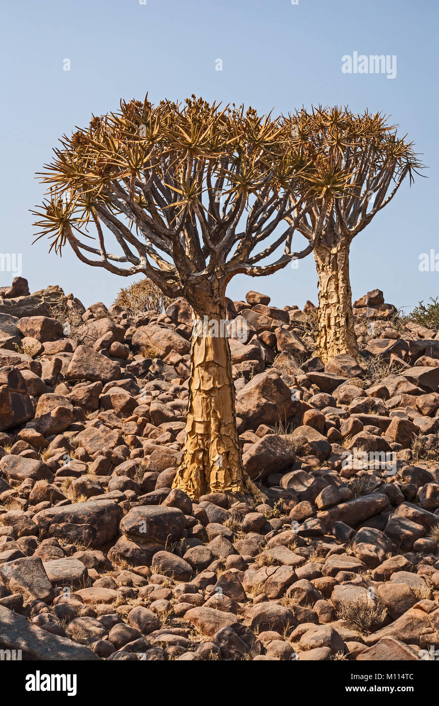 Aloidendron dichotomum, the Quiver Tree. in Soutern Namibia 1 Stock ...