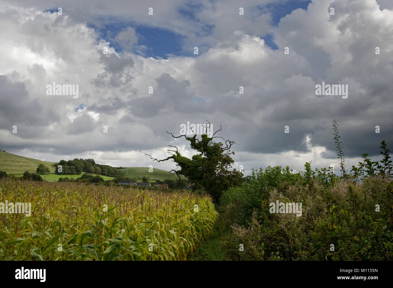 Corn field hedge uk hi-res stock photography and images - Alamy